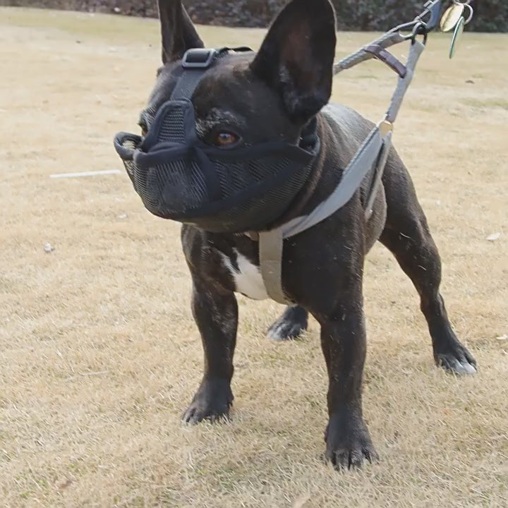 Upgrade Breathable Muzzle - Allows Drinking & Movement – Frenchiely