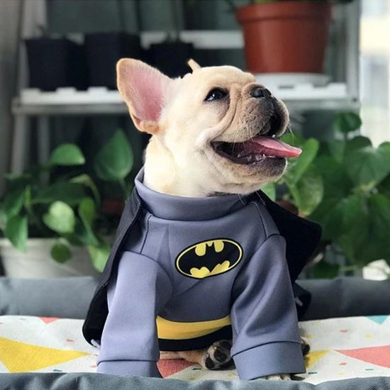 Dog Halloween Batman Costume | Frenchie Costume Ideas |Pet Cosplay ...