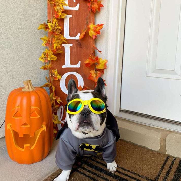 Dog Halloween Batman Costume | Frenchie Costume Ideas |Pet Cosplay ...