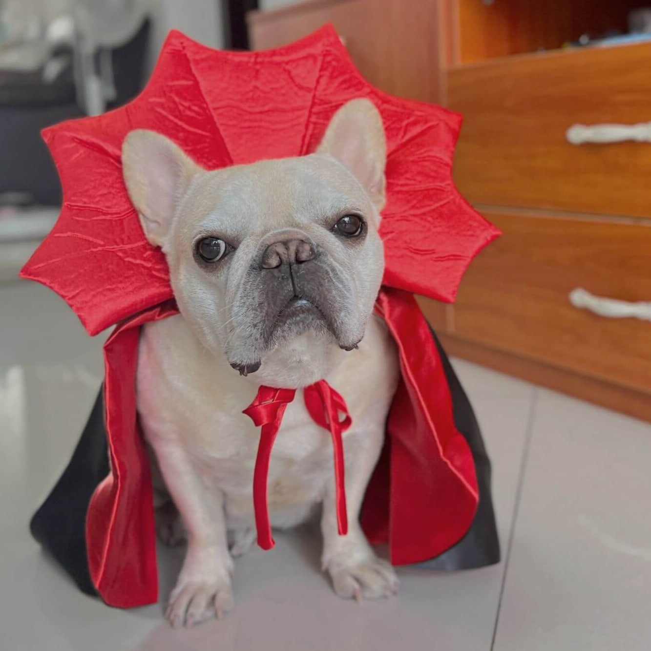 Dog Halloween Vampire Costume | Handmade Dog Costumes – Frenchiely