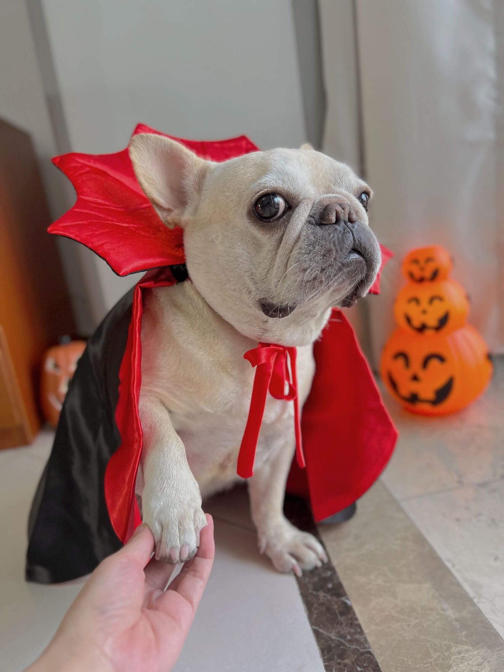 Dog Halloween Vampire Costume | Handmade Dog Costumes – Frenchiely