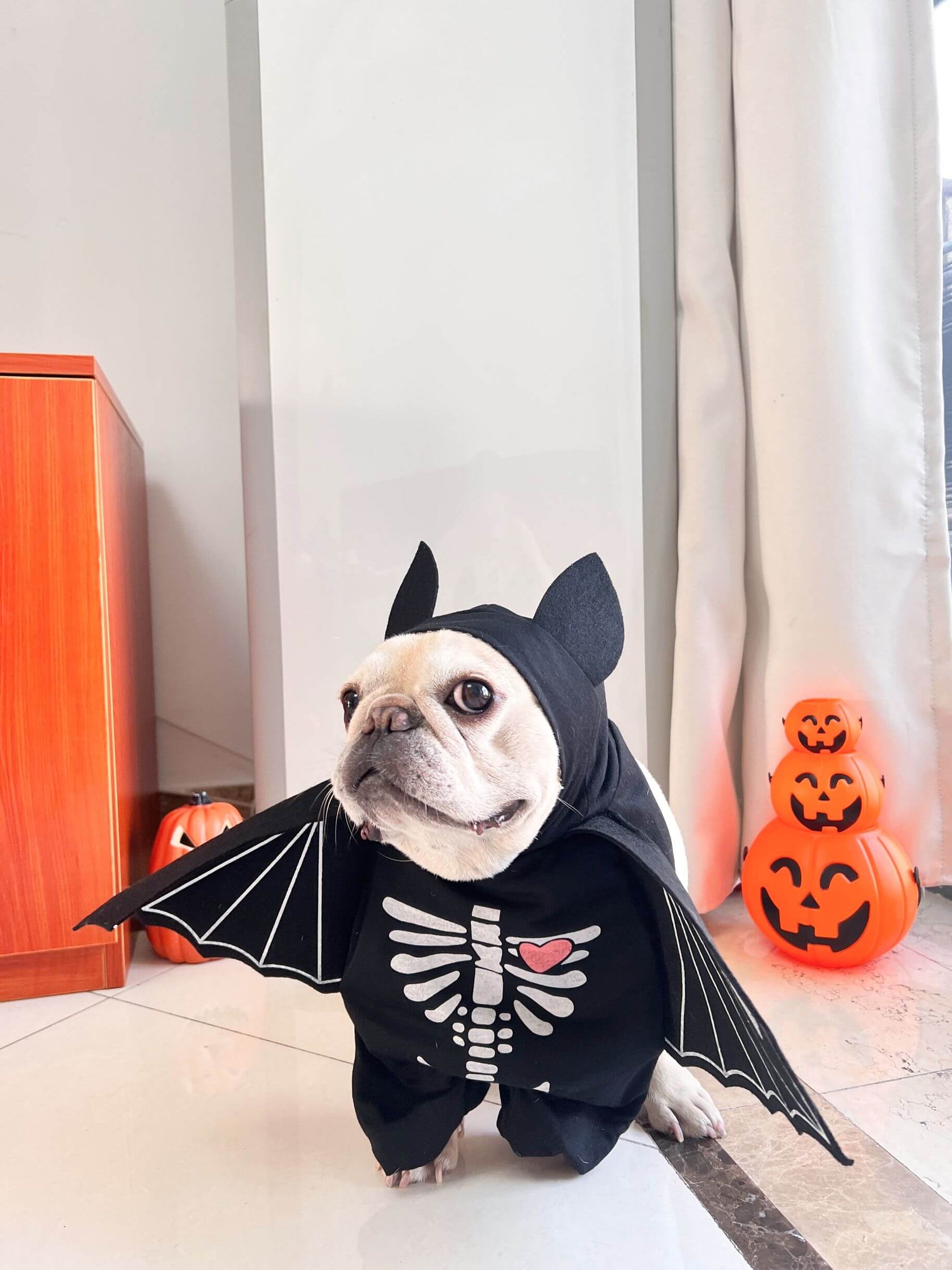 Dog Bat Costume | Dog Halloween Costume Shop | Free SHipping – Frenchiely