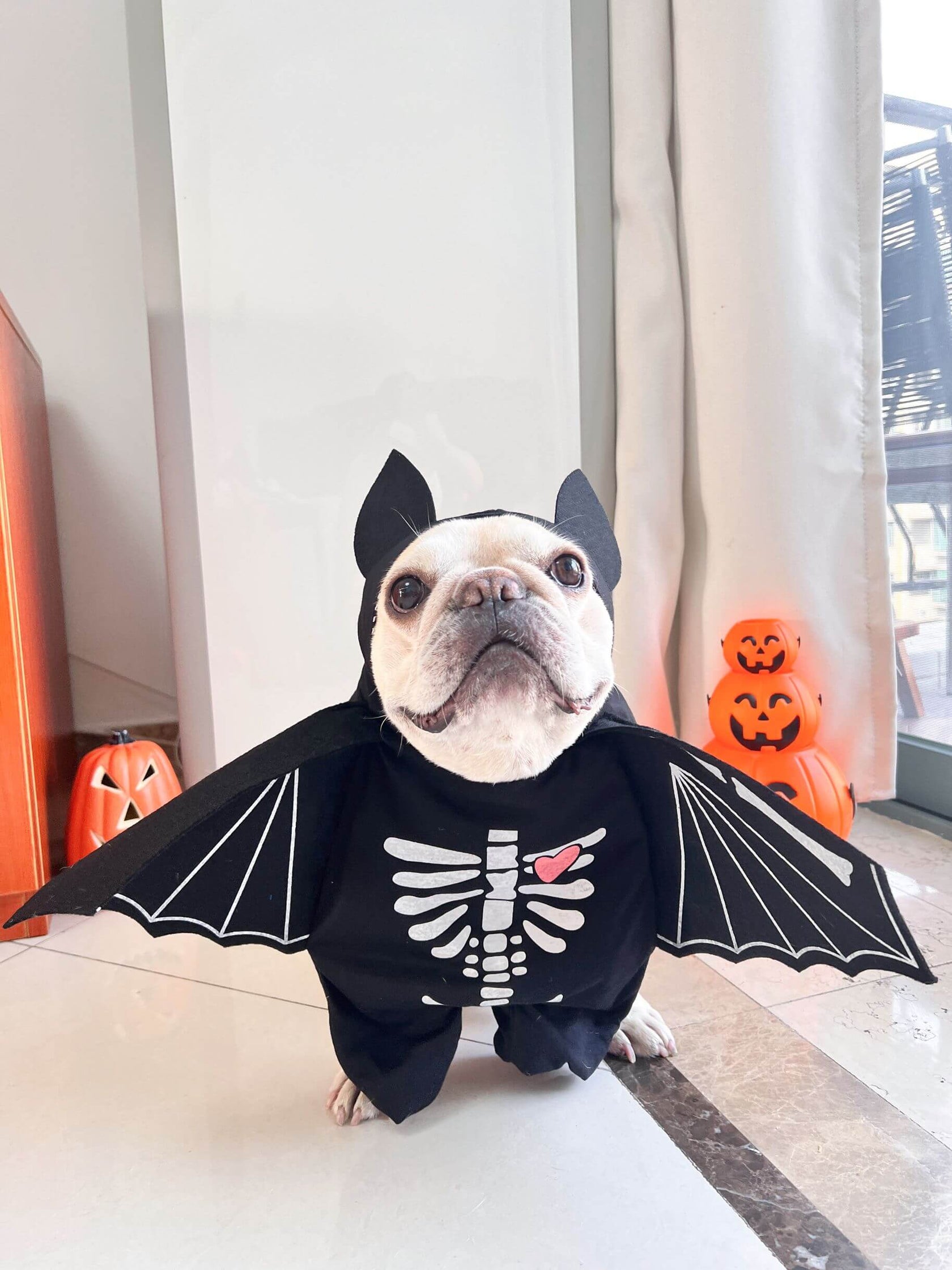 Dog Bat Costume | Dog Halloween Costume Shop | Free SHipping – Frenchiely