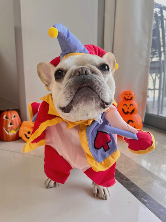Clown Costume For Dog