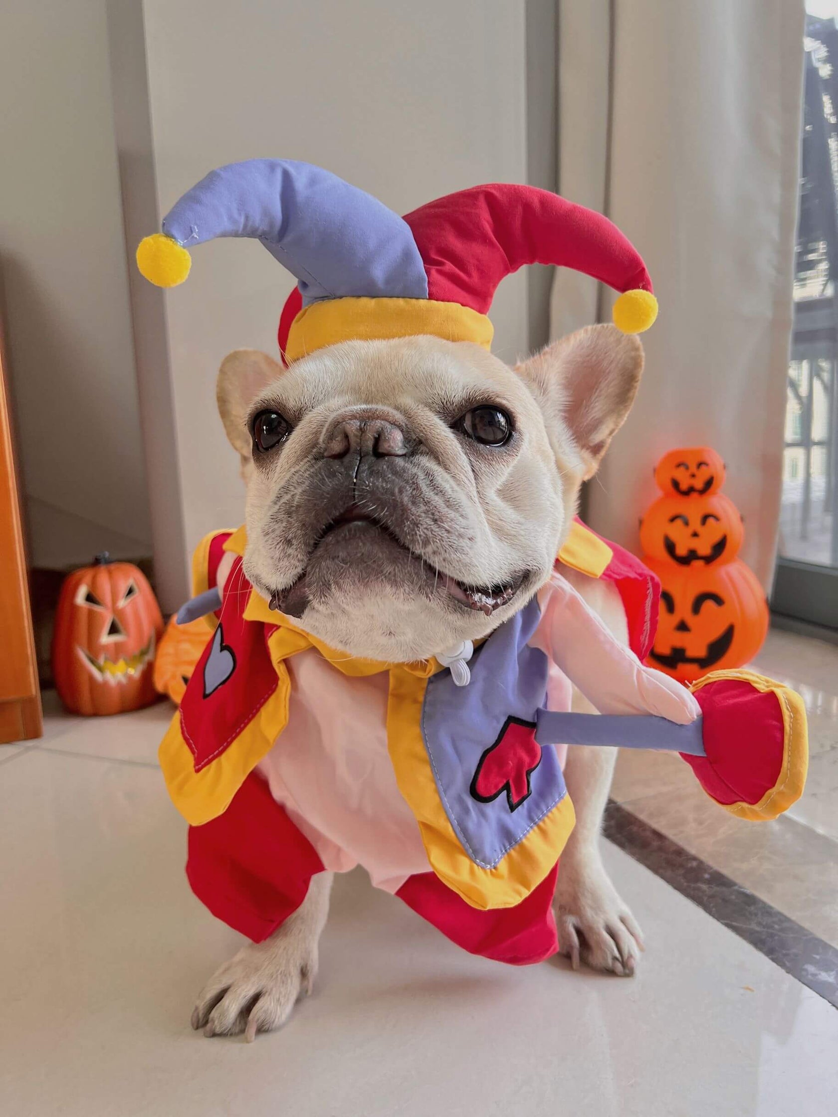 Dog Clown Costume | Funny Dog Costume Store | FREE Shipping – Frenchiely