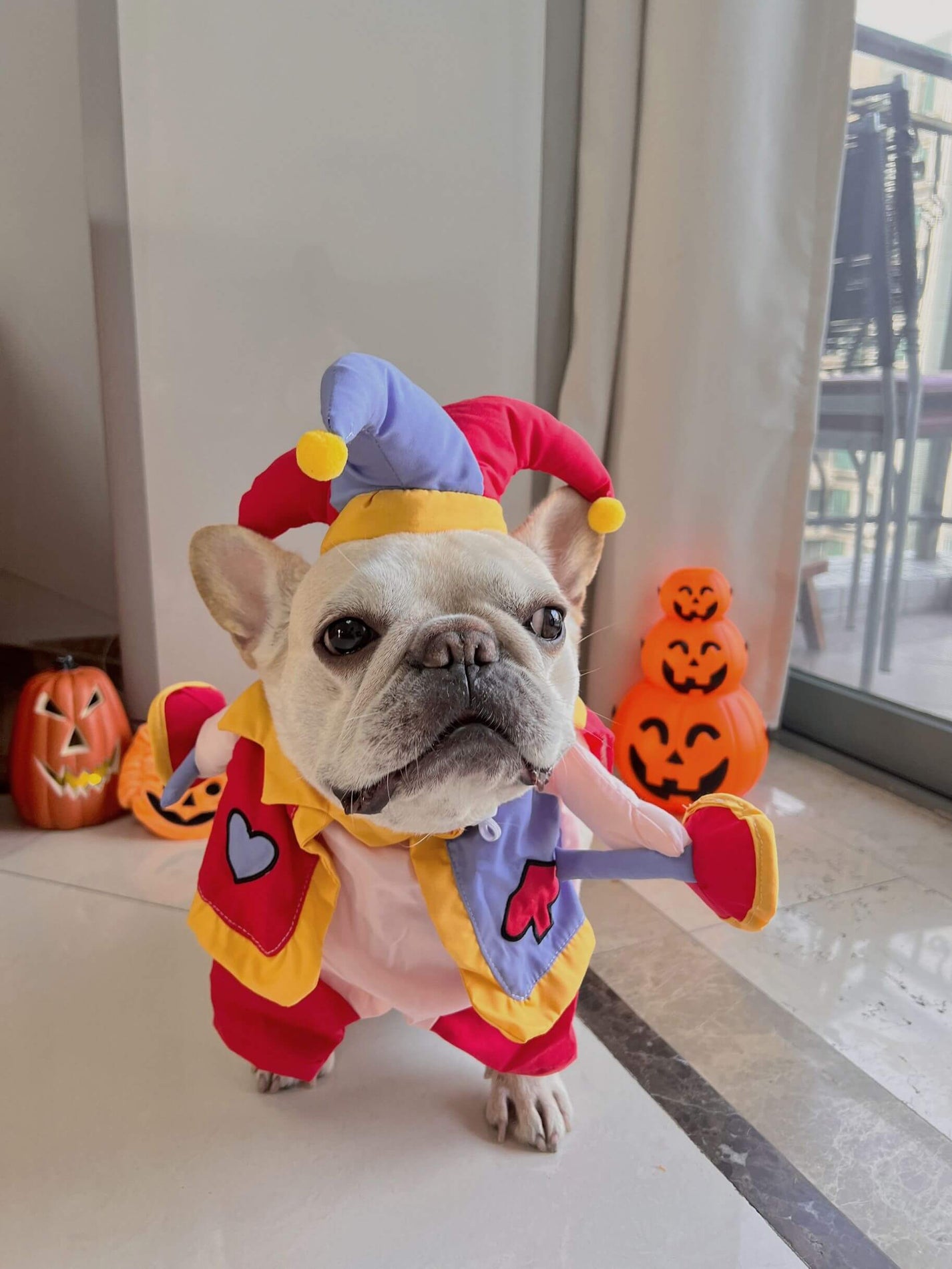 Dog Clown Costume | Funny Dog Costume Store | FREE Shipping – Frenchiely