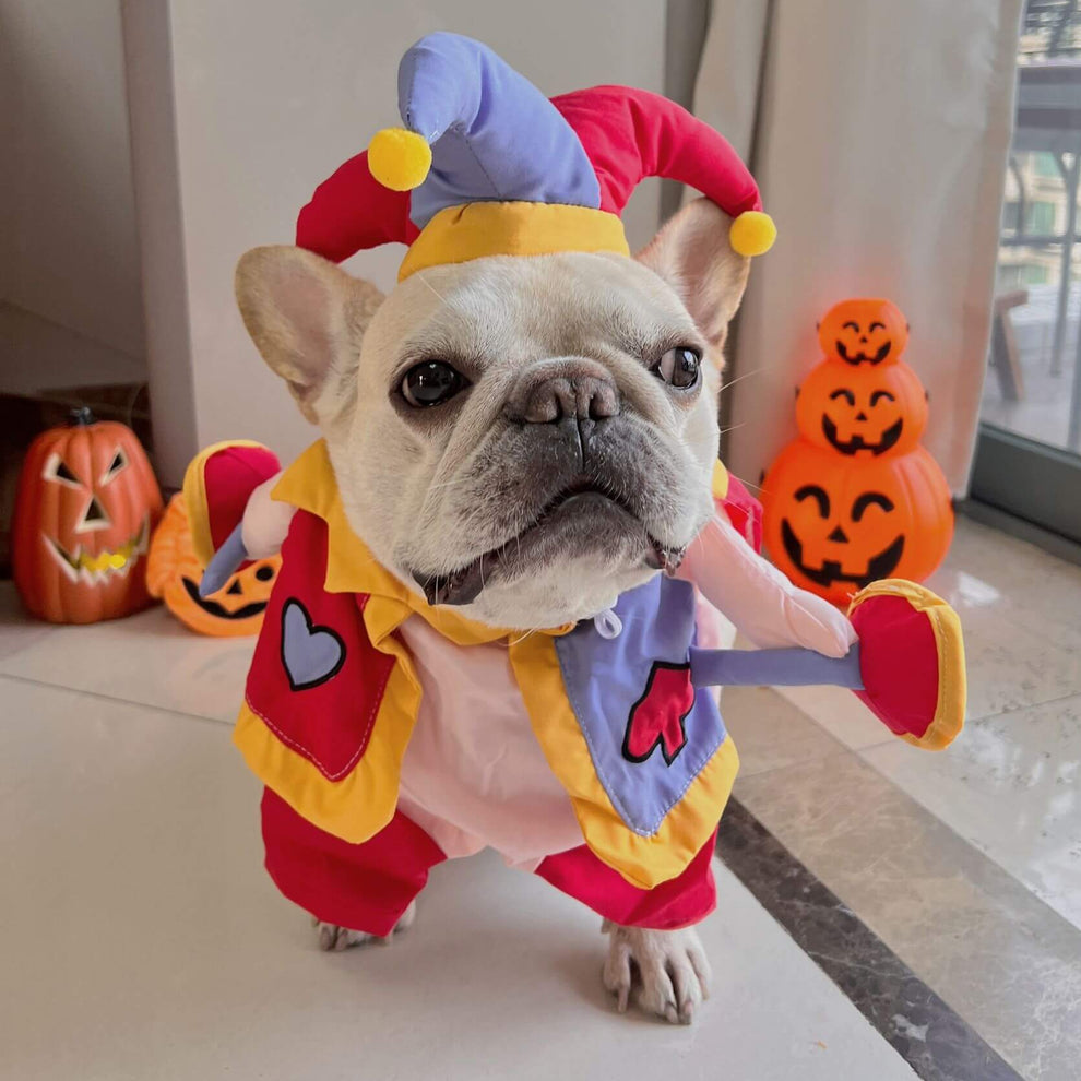 Dog Clown Costume | Funny Dog Costume Store | FREE Shipping – Frenchiely