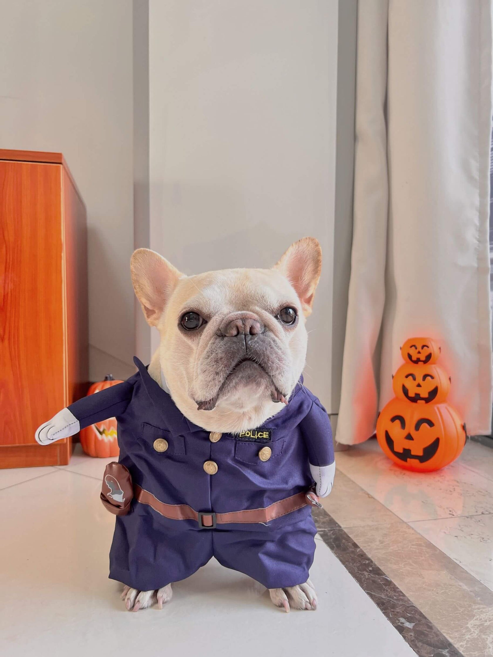 Funny Dog Police Costume for Small Medium Dogs | Free Shipping – Frenchiely