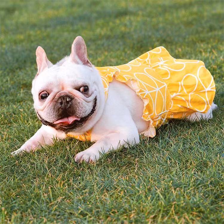 French Bulldog Summer Dress | Frenchie Clothing Shop – Frenchiely