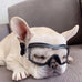 Dog Goggles Sunglasses for Flat Face Dogs | Bulldog Accessories Shop ...
