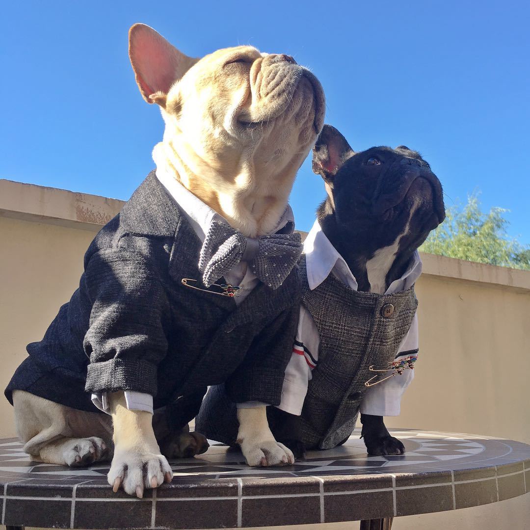 dog wedding attire black formal suit | Bulldog Wedding | Frenchiely
