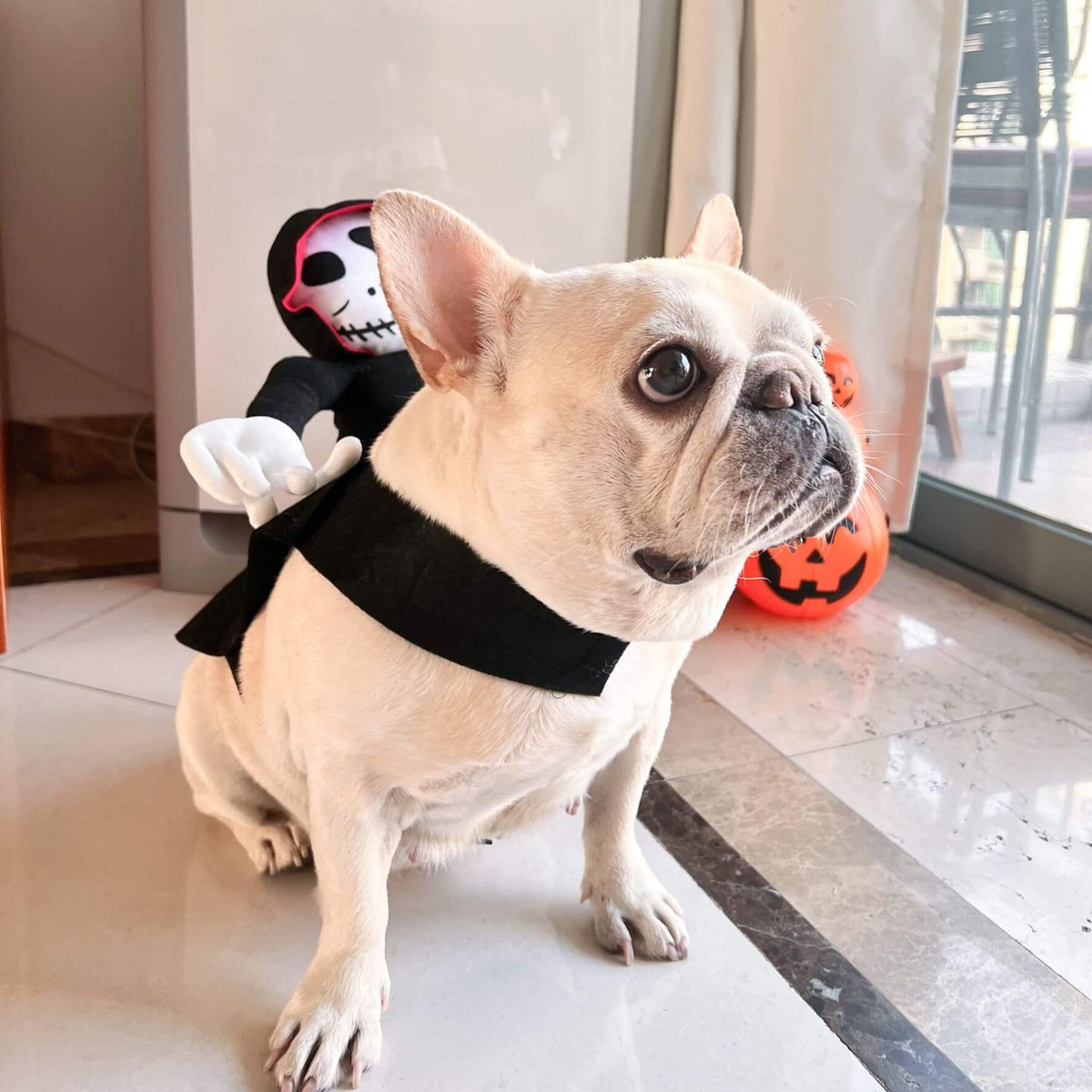 Dog Skeleton Costume – Frenchiely