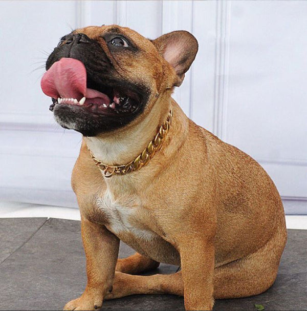 Dog Stainless Steel Bulldog Collar Chain | French Bulldog Pet Supply ...